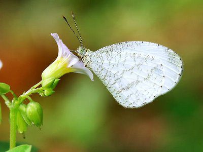 Release the Psyche | The White Butterfly Fund