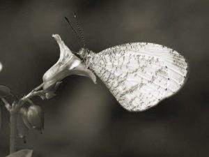 Release the Psyche | The White Butterfly Fund