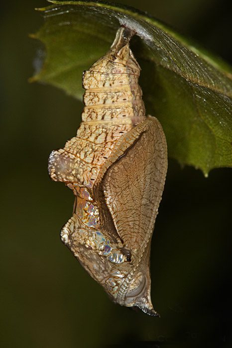 Chrysalis | The White Butterfly Fund