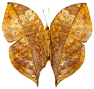 Butterfly | The White Butterfly Fund