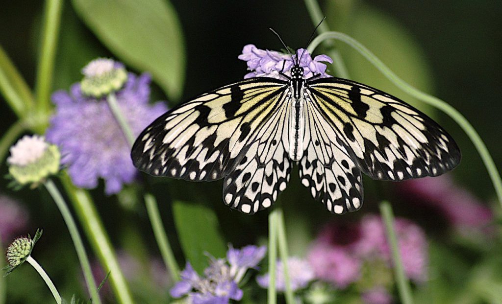 About | The White Butterfly Fund